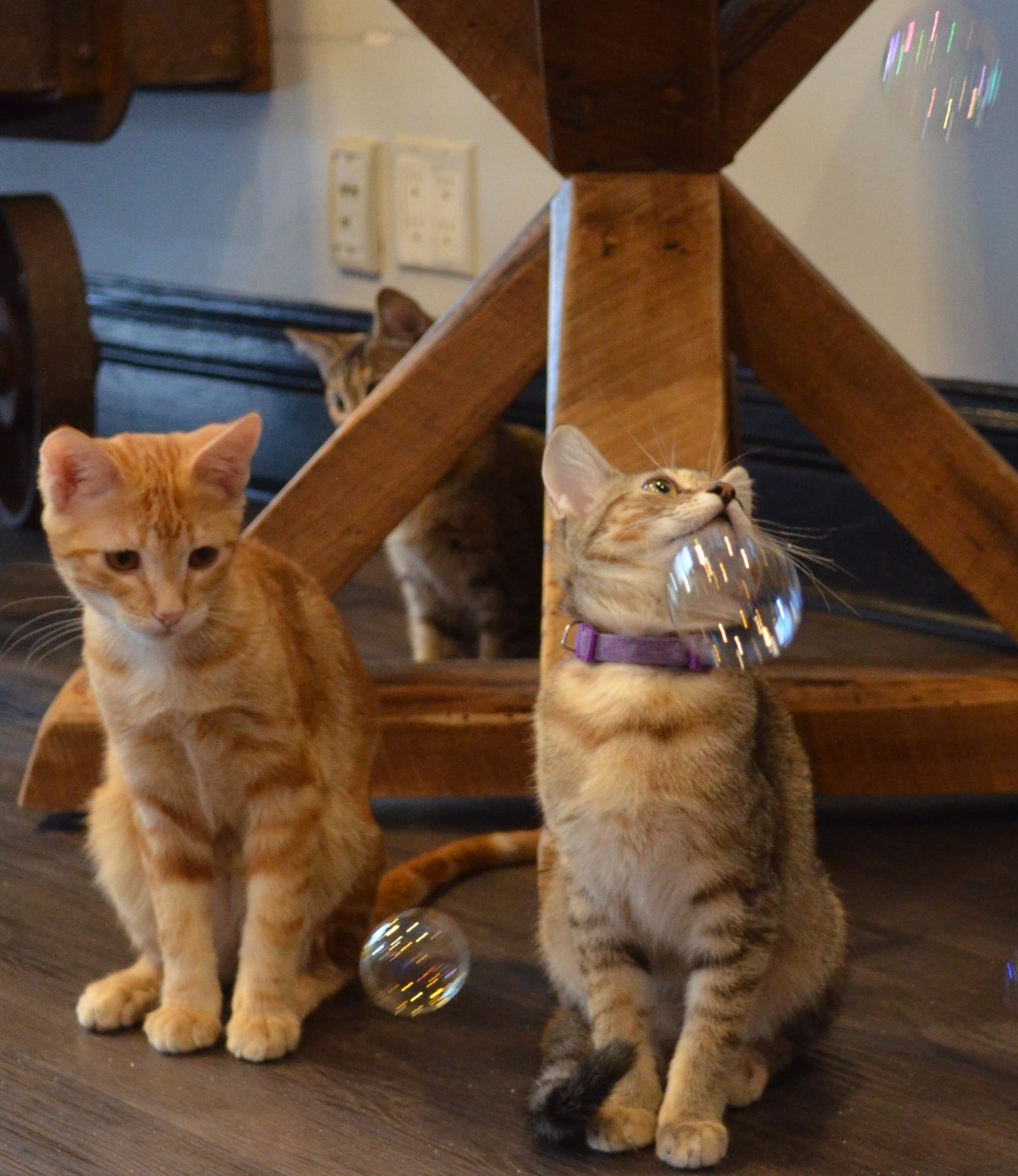 Pet Bubbles – Atomic Bubbles